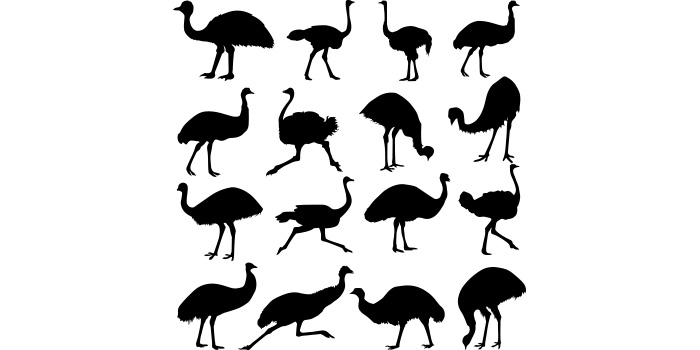 Emu SVG Vector Design | MasterBundles