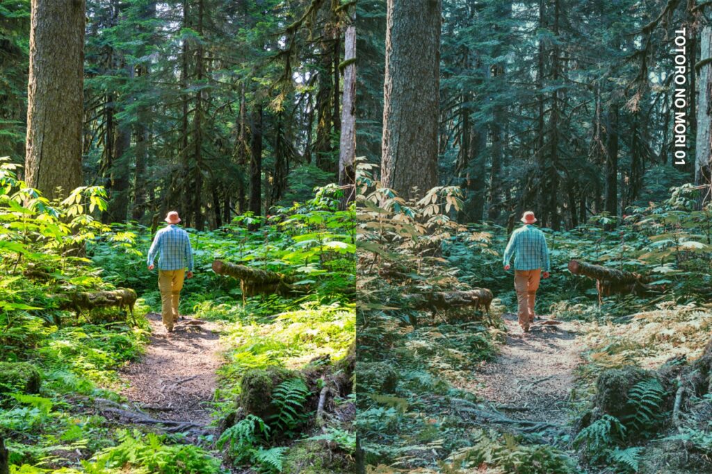 25 Enchanted Forest Lightroom Preset – MasterBundles