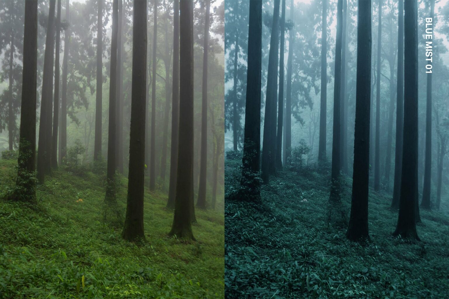 25 Enchanted Forest Lightroom Preset – MasterBundles