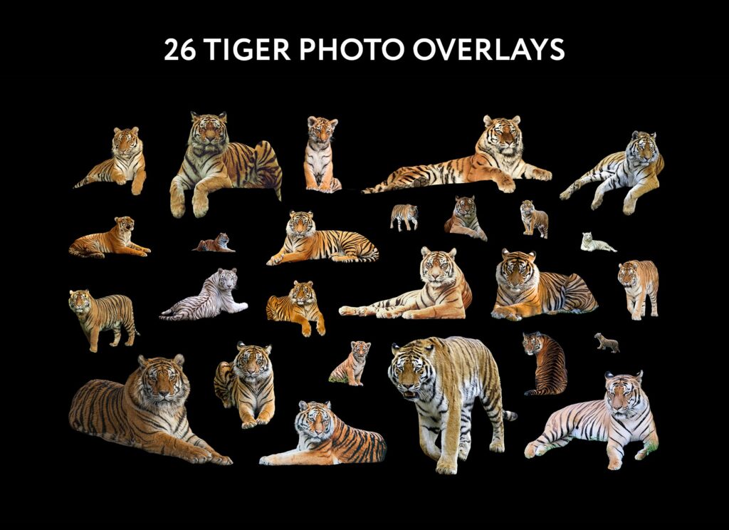 26 Tiger Photo Overlays – MasterBundles
