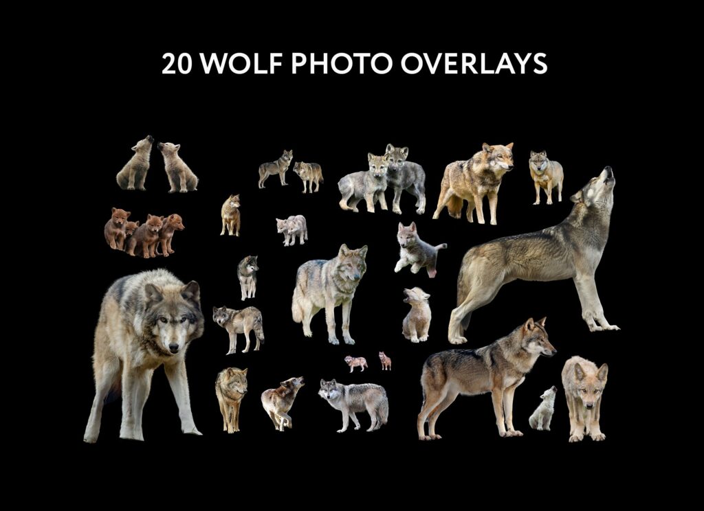 20 Wolf Photo Overlays – MasterBundles