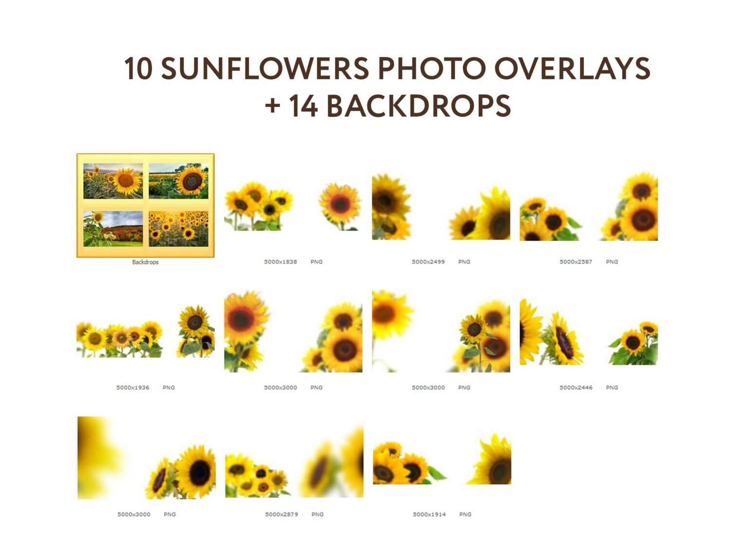 Sunflower Photo Overlays + Backdrops – MasterBundles