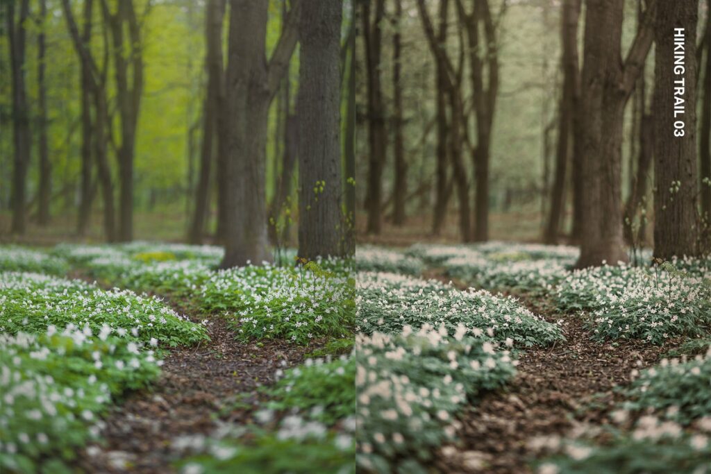 25 Enchanted Forest Lightroom Preset – MasterBundles