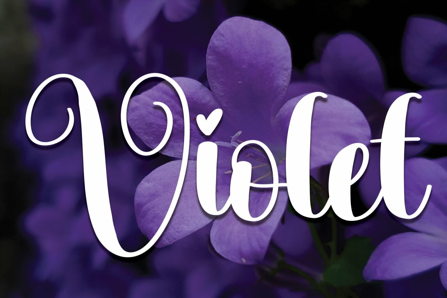 Violet | Script Font – MasterBundles