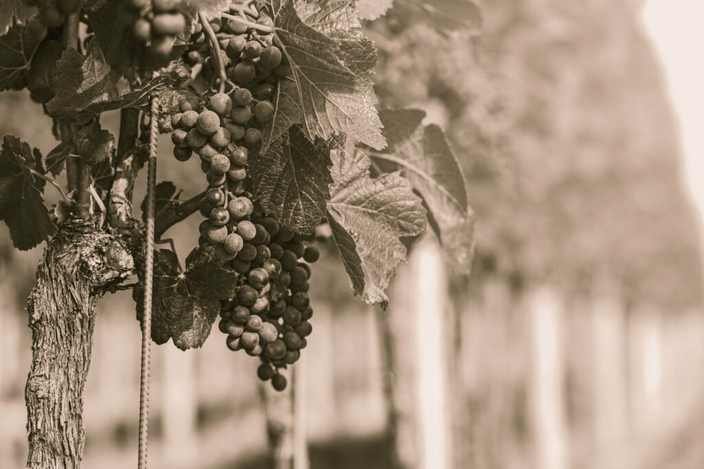 15 Vintage Sepia Landscape Presets – MasterBundles