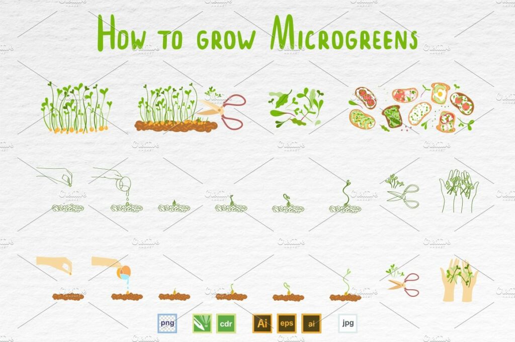 Microgreen illustration set 1 – MasterBundles