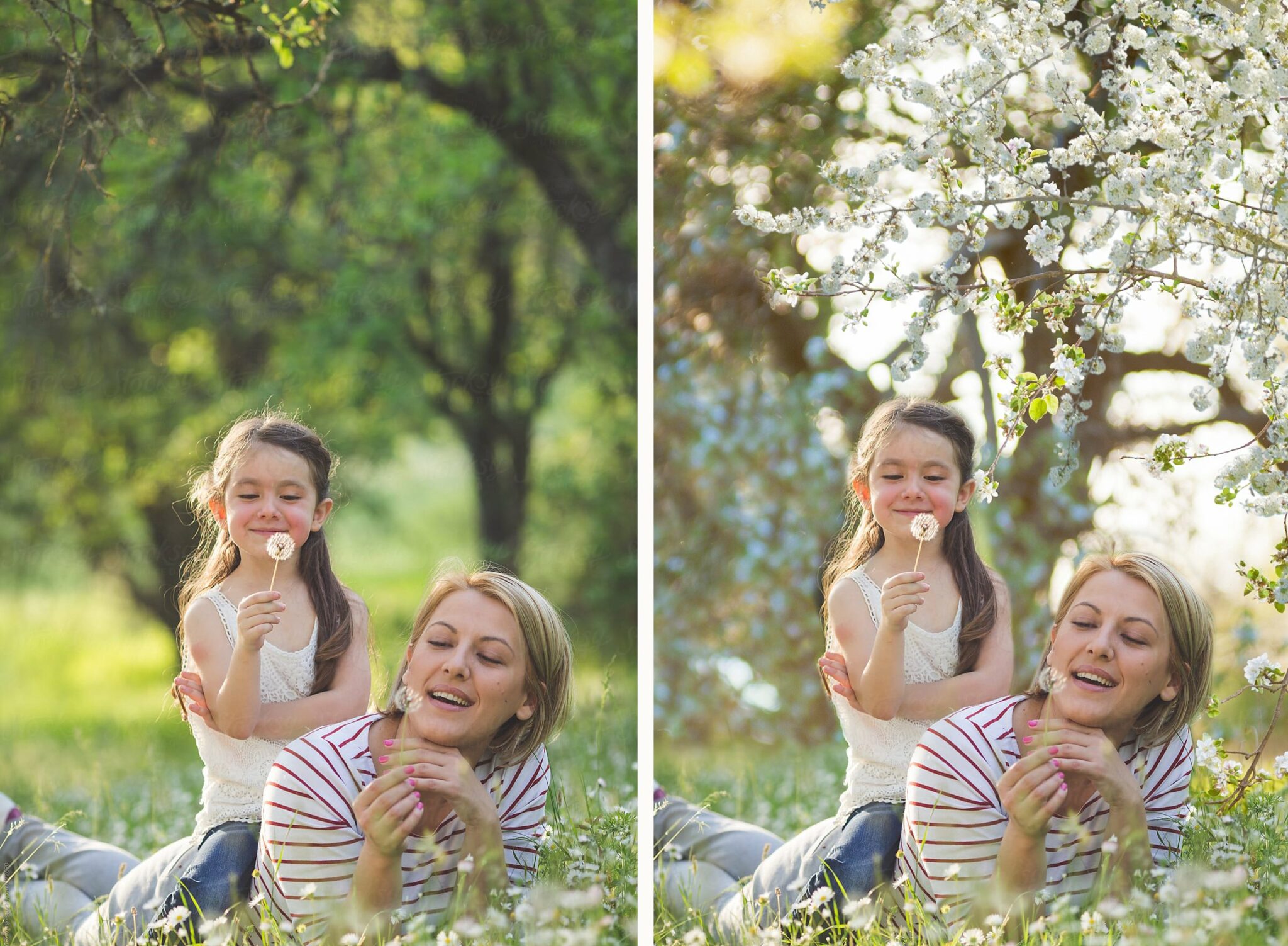 Apple Blossom PNG photoshop overlays – MasterBundles