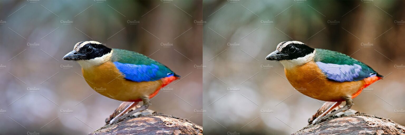 14 x Lightroom Presets, Birds – MasterBundles