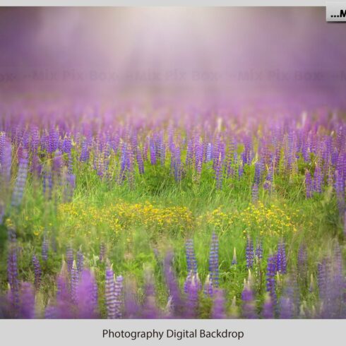 Beautiful Field Backdrops – MasterBundles