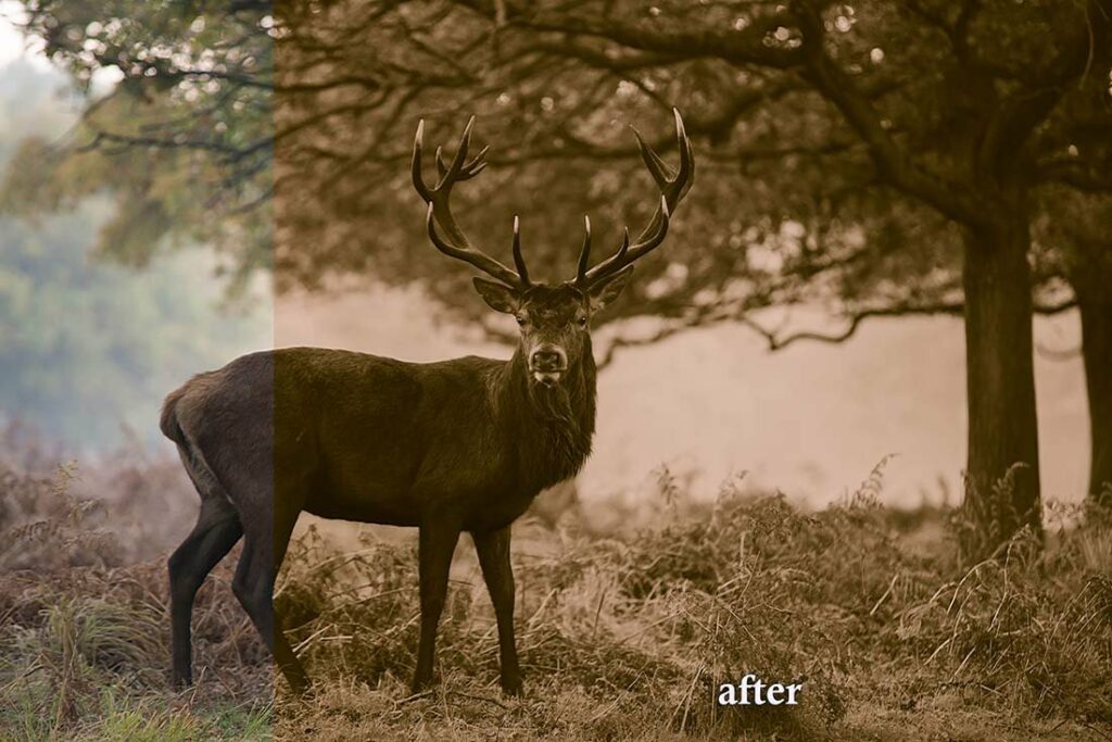 15 Vintage Sepia Landscape Presets – MasterBundles