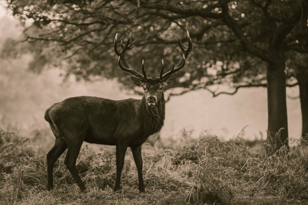 15 Vintage Sepia Landscape Presets – MasterBundles