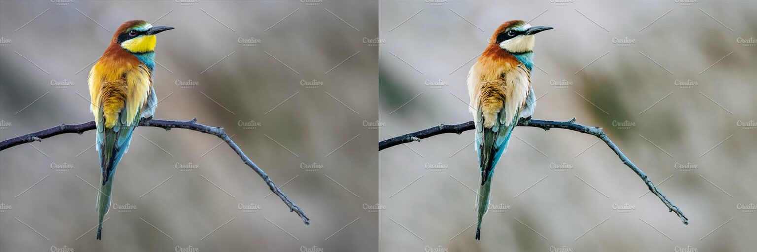 14 x Lightroom Presets, Birds – MasterBundles