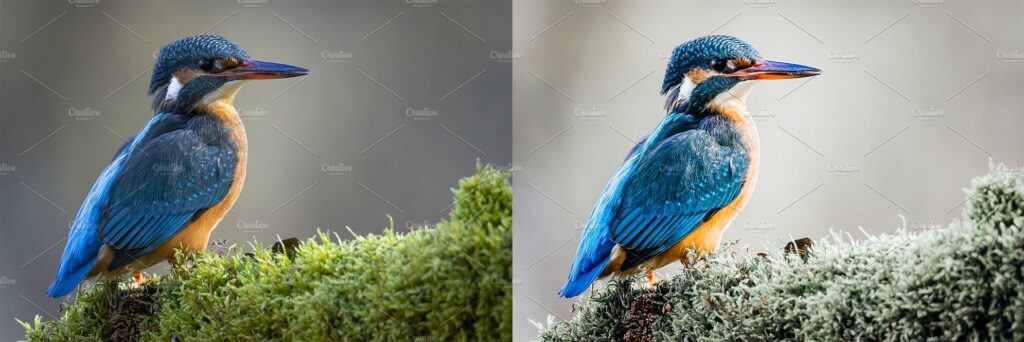 14 x Lightroom Presets, Birds – MasterBundles