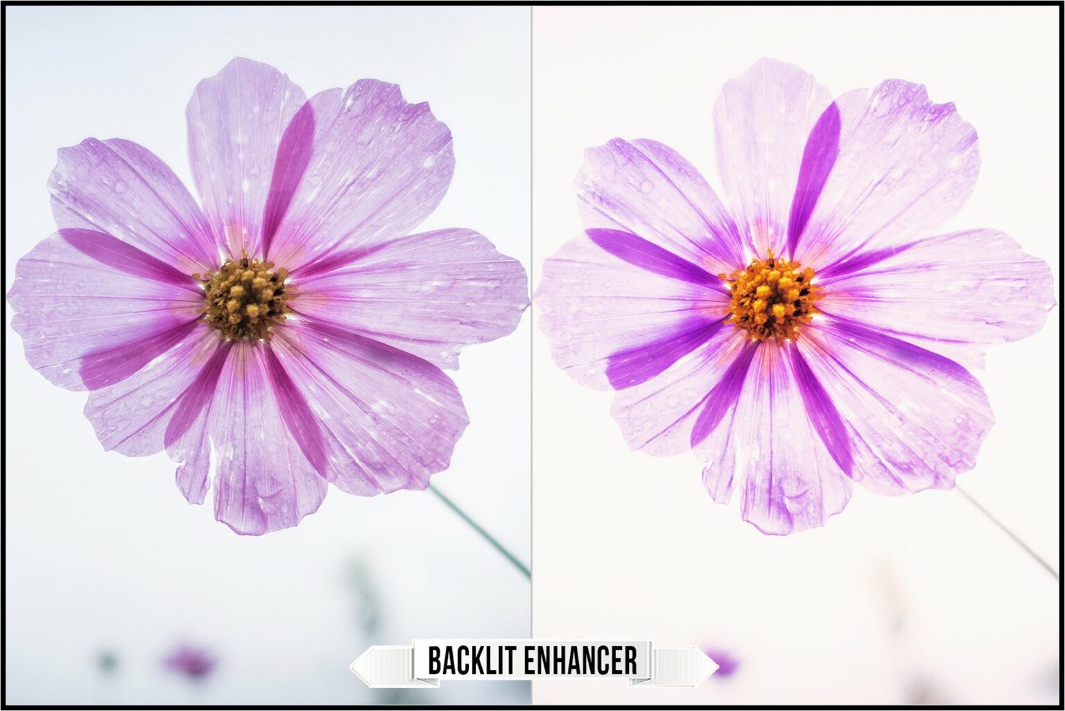 Incredible Flowers Profiles – MasterBundles