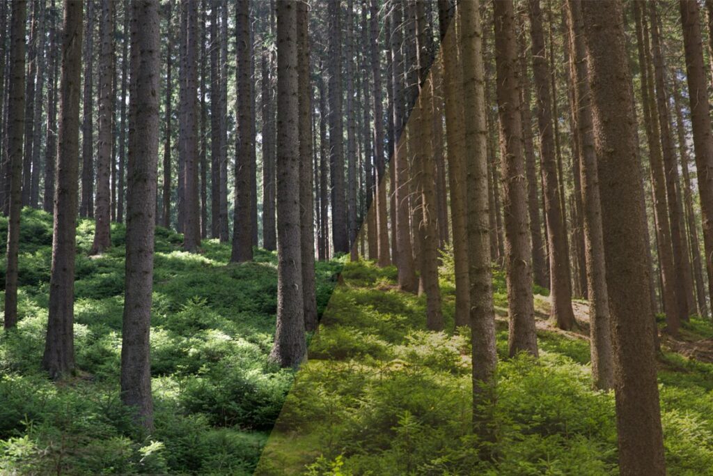 Lightroom Presets Forest Landscapes – MasterBundles