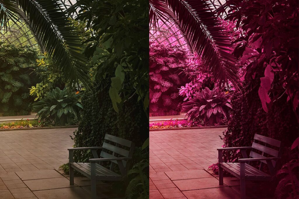 Infrared Rose — Lightroom – MasterBundles