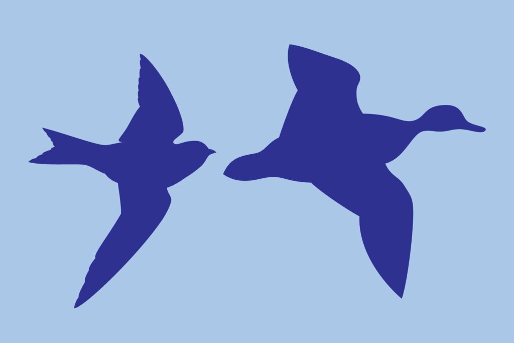 Birds Flying Font – MasterBundles