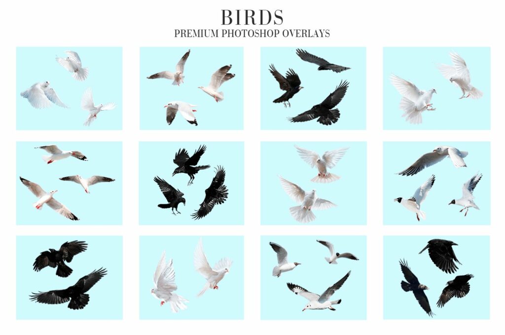 Bird Overlays Photoshop – MasterBundles