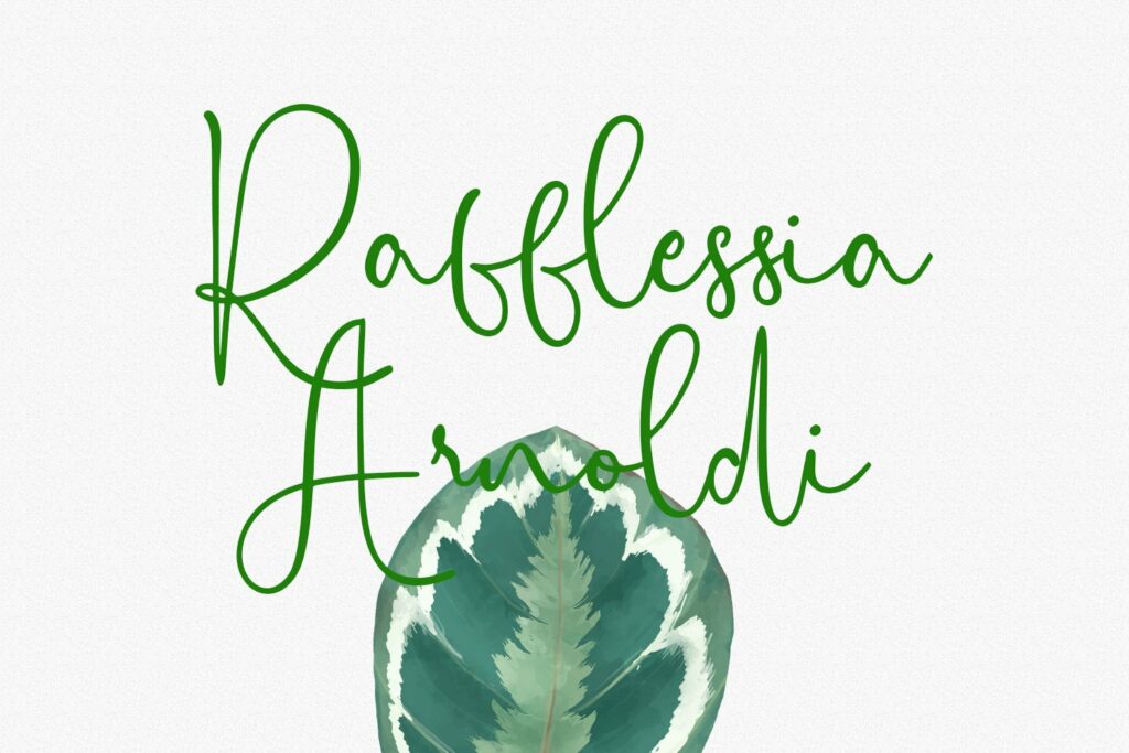 Citrus Cycle Script Font – MasterBundles