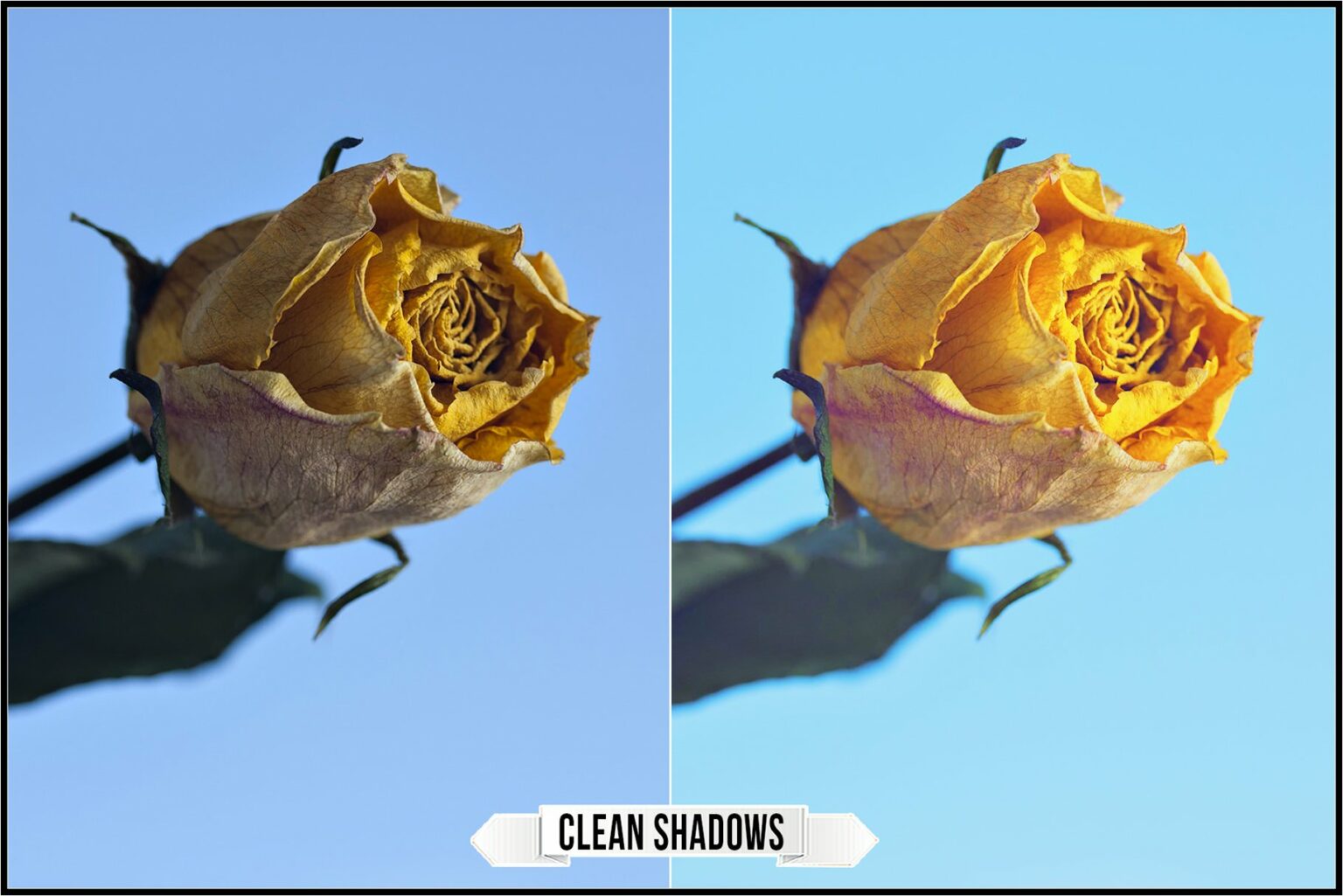 Incredible Flowers Profiles – MasterBundles