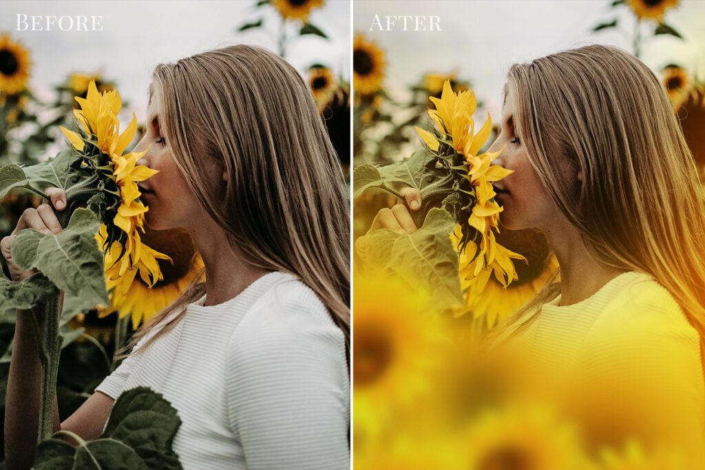 Sunflower Fields photo overlays – MasterBundles