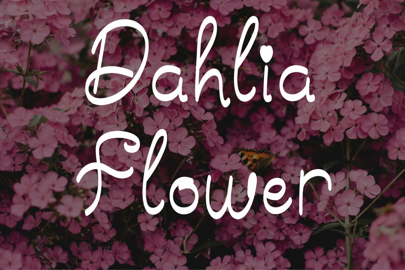 Dancing Calligraphy Font – MasterBundles