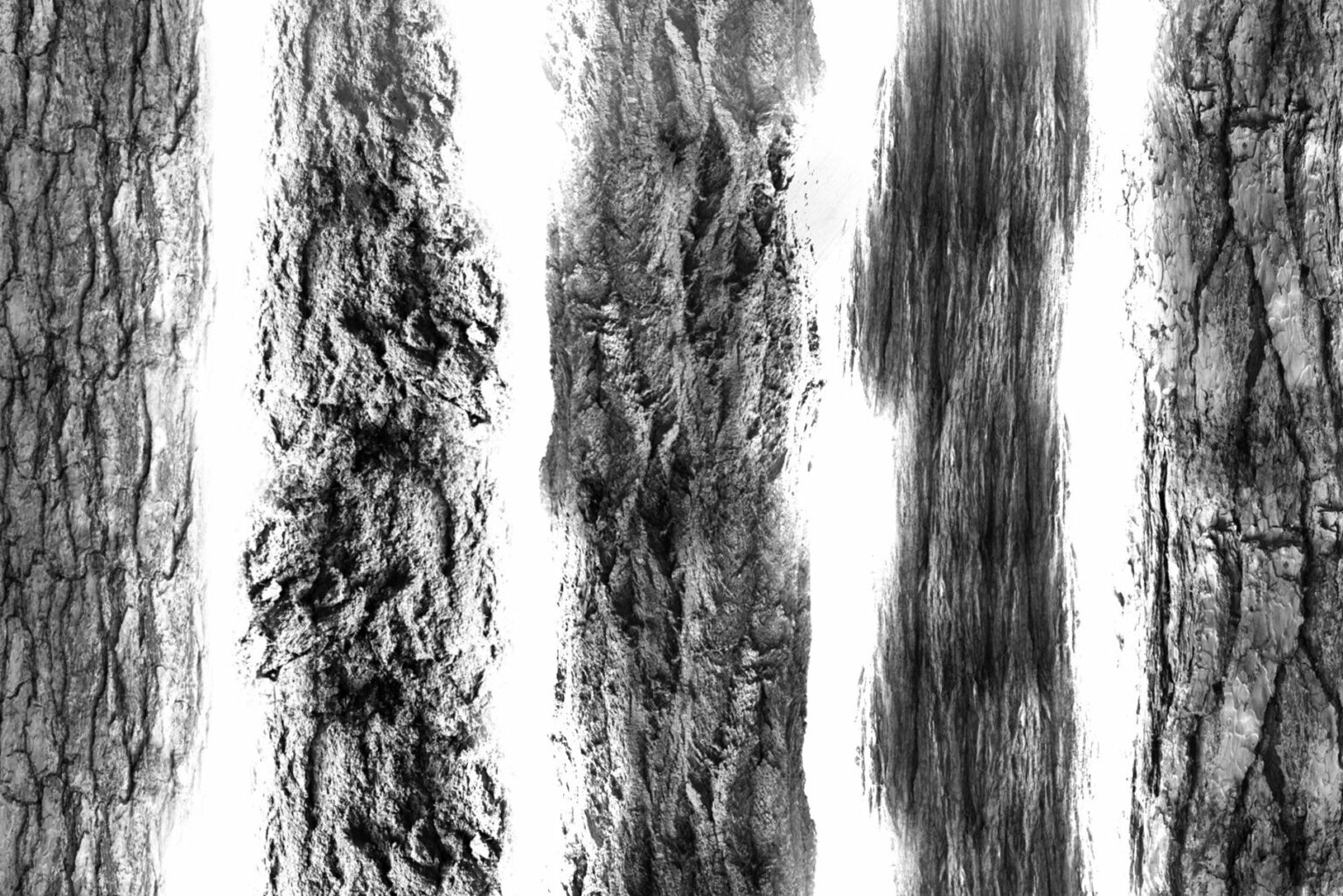 Realistic Tree bark brush set – MasterBundles