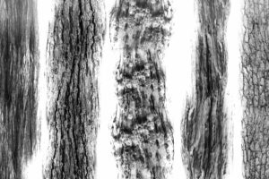Realistic Tree bark brush set – MasterBundles