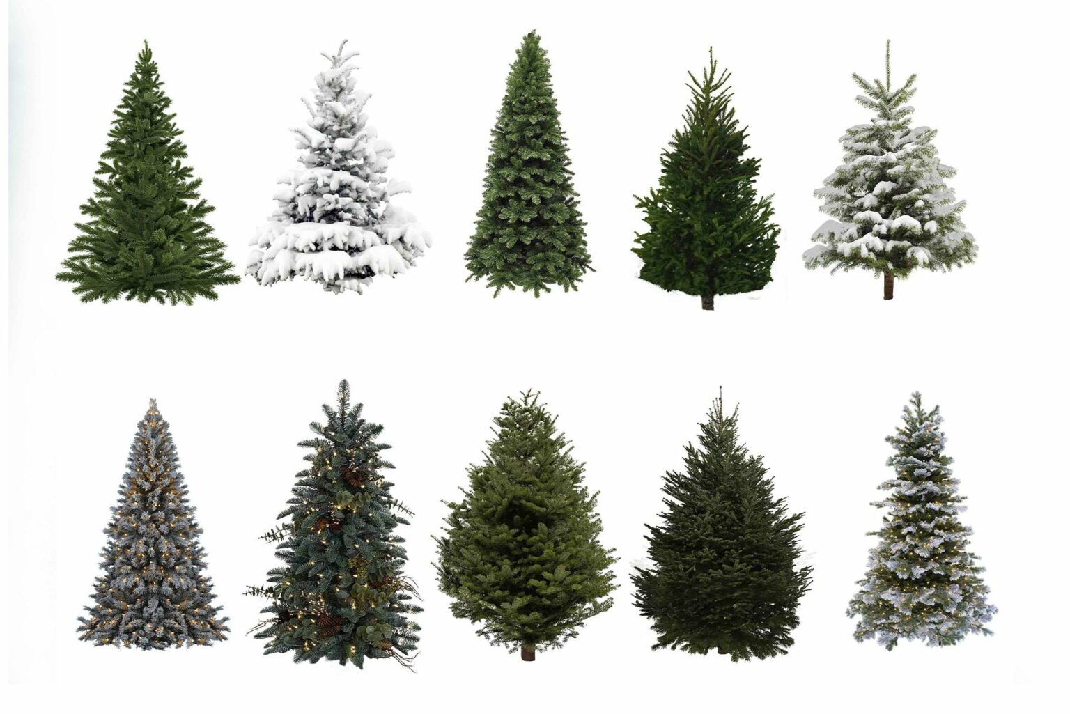 Fir Tree Overlays, Christmas, PNGs – MasterBundles