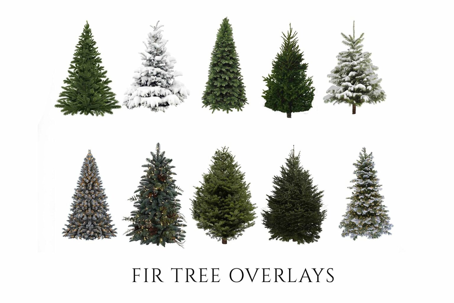 Fir Tree Overlays, Christmas, PNGs – MasterBundles