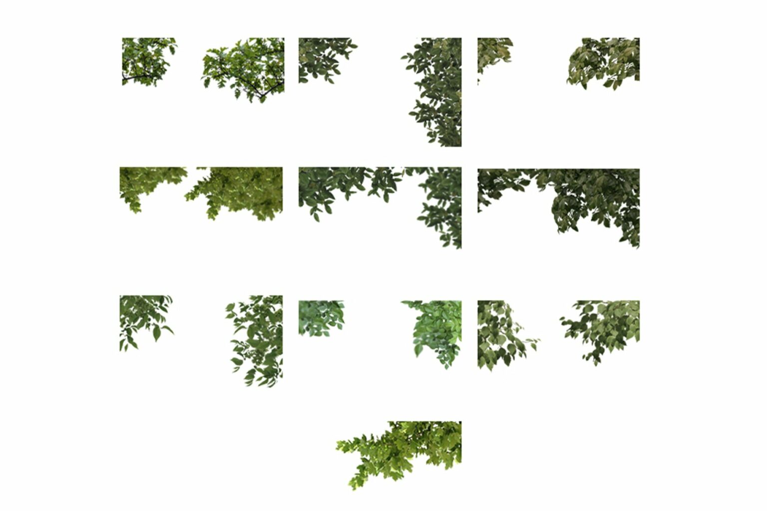 Tree Branch Overlays, PNG – MasterBundles