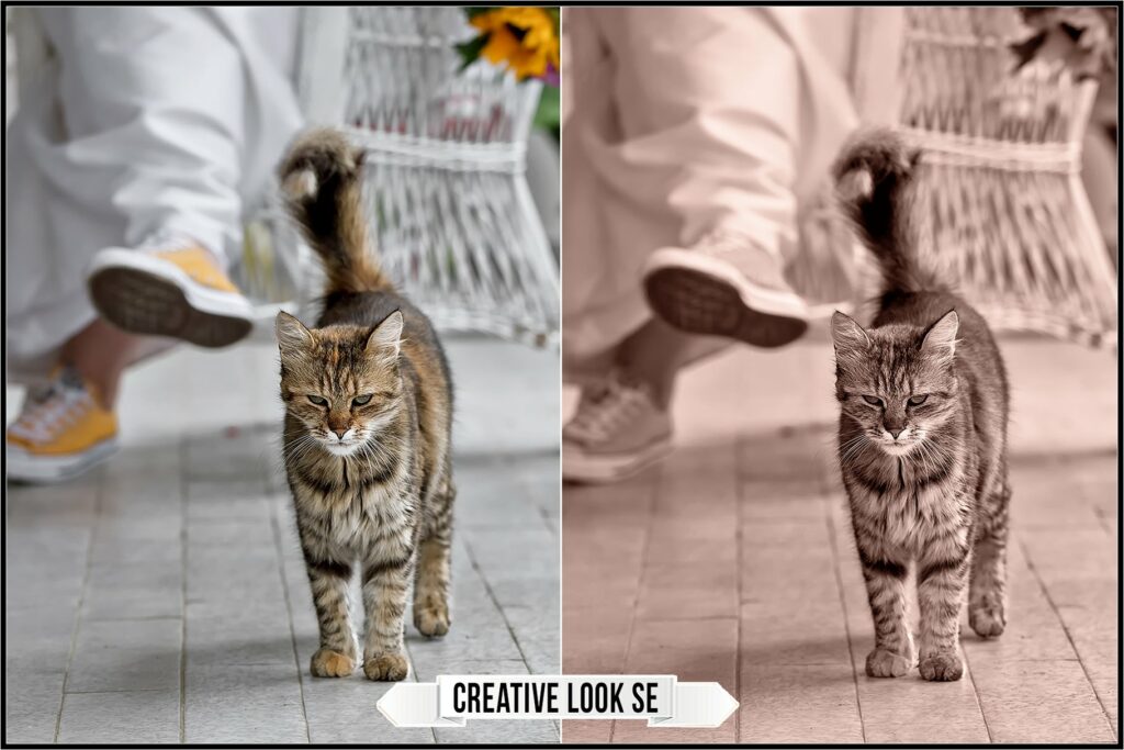 Sony Creative Styles & Looks – MasterBundles