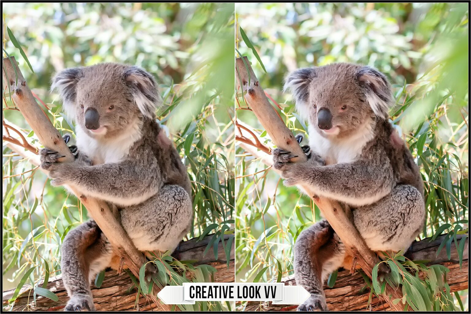 Sony Creative Styles & Looks – MasterBundles