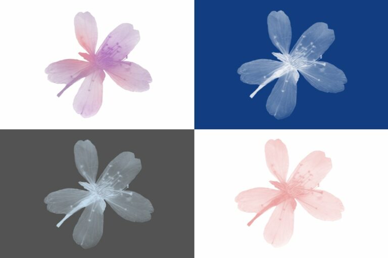 Pressed Flowers Photoshop Brushes – MasterBundles