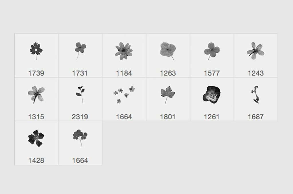 Pressed Flowers Photoshop Brushes – MasterBundles