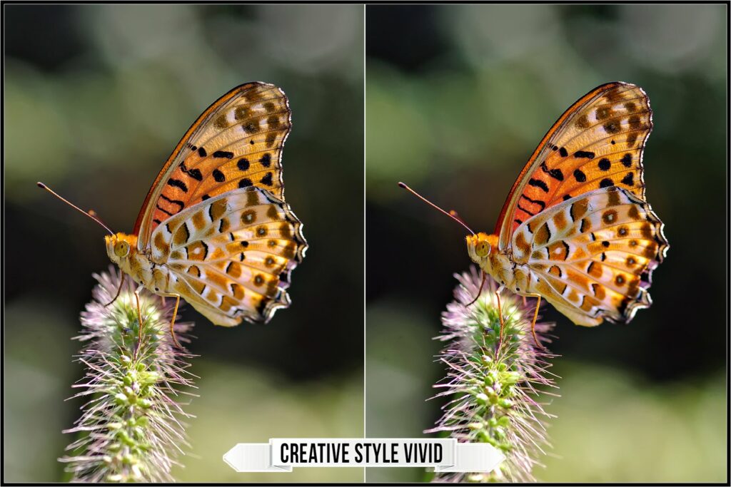 Sony Creative Styles & Looks – MasterBundles