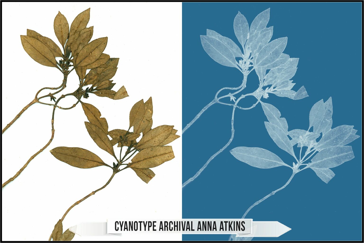 Authentic Cyanotype LUTs – MasterBundles