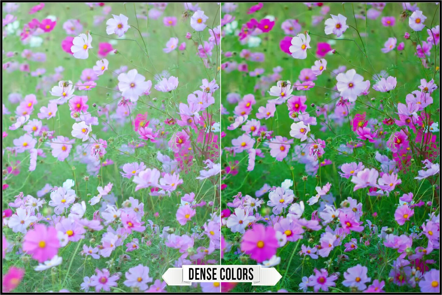 Incredible Flowers Profiles – MasterBundles