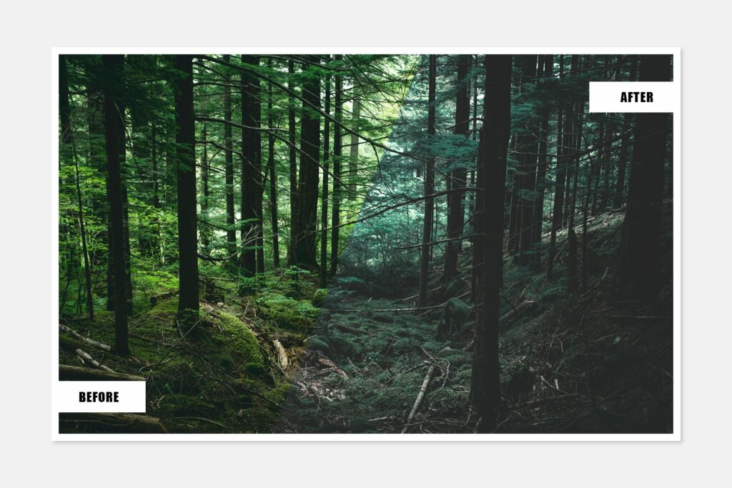 Enchanted Forest Lightroom Presets – MasterBundles