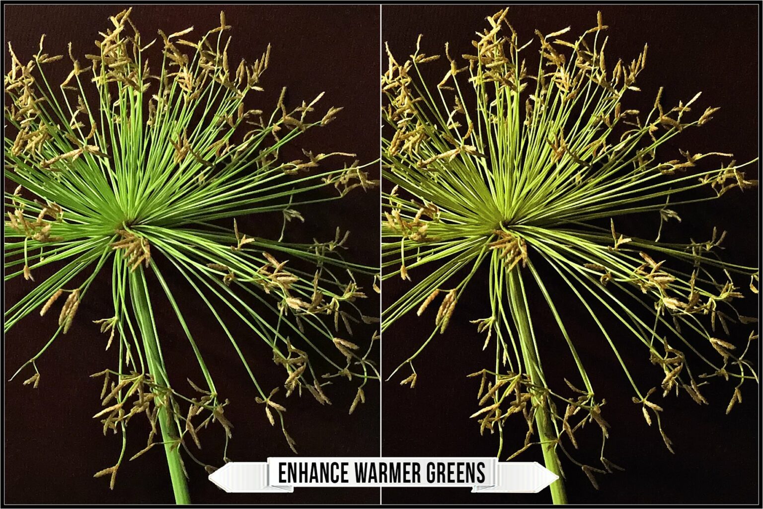 Incredible Flowers Profiles – MasterBundles