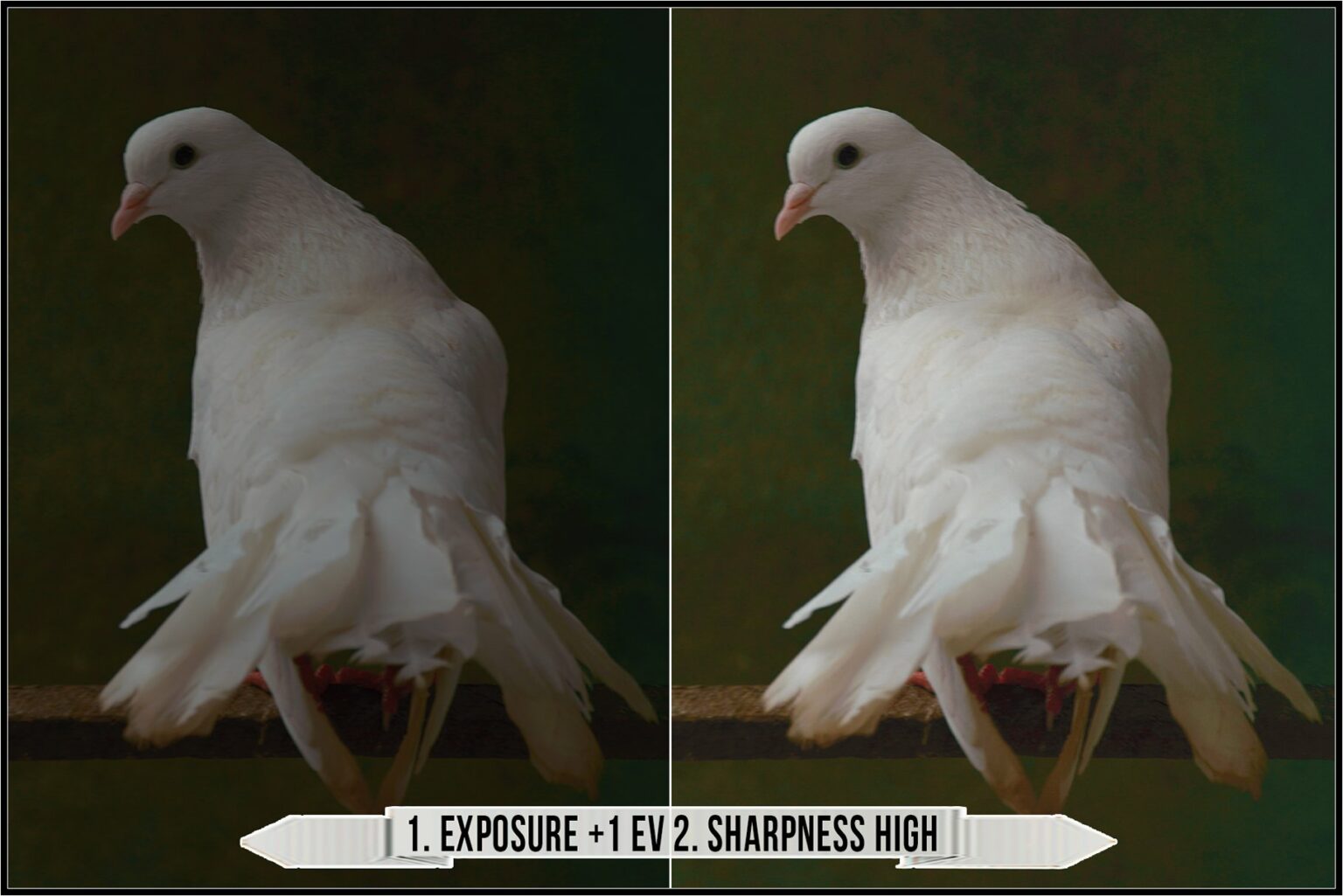 Hasselblad Adjustments Profiles – MasterBundles