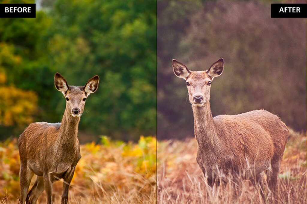 Film-Inspired Photoshop Actions – MasterBundles