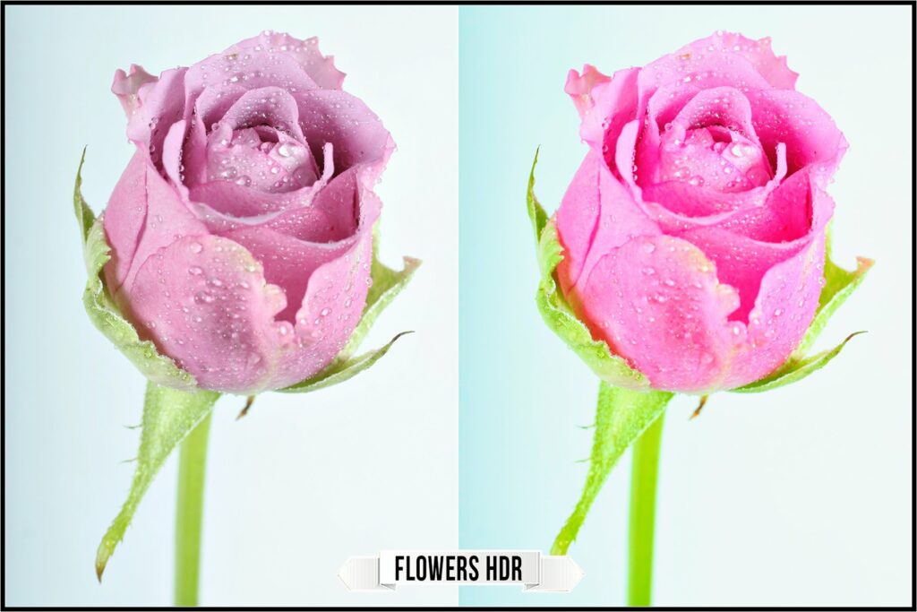 Incredible Flowers Profiles – MasterBundles