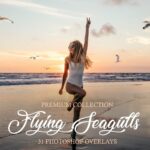 31 Seagull PNG Photo Overlays – MasterBundles