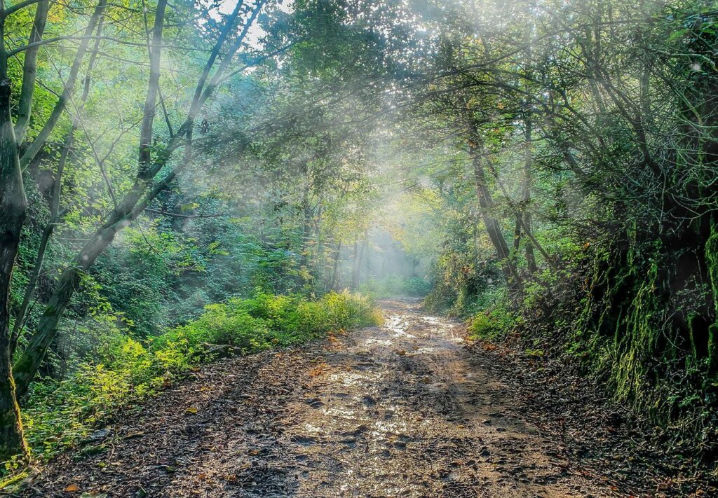 Fog Smoke Brush & PNG – MasterBundles