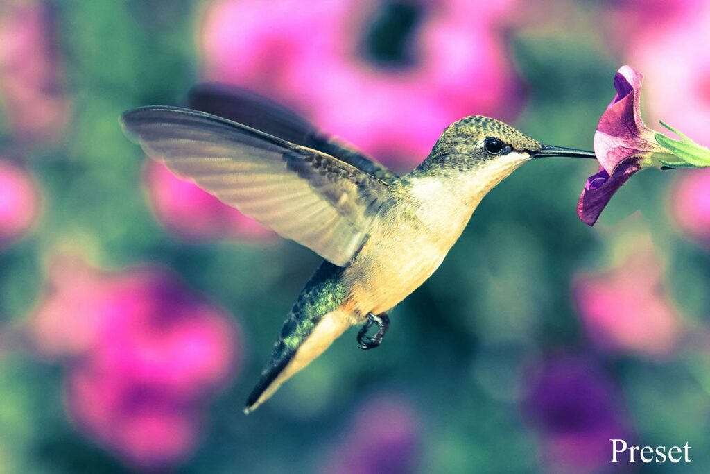 20 Cross Process Lightroom Presets – MasterBundles