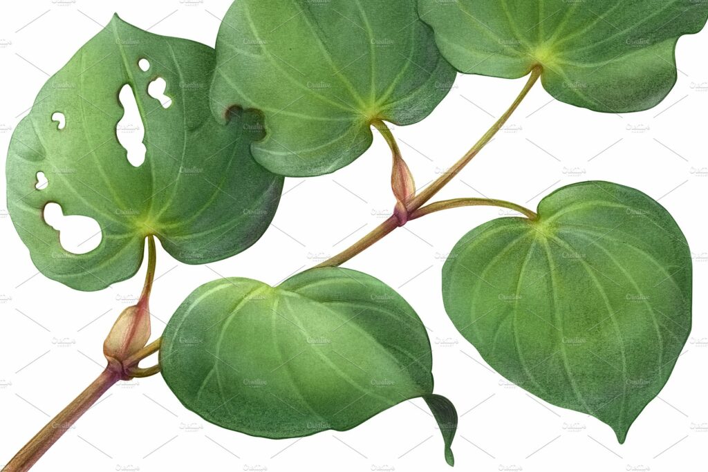 Kawakawa Tree Branch Illustration – MasterBundles