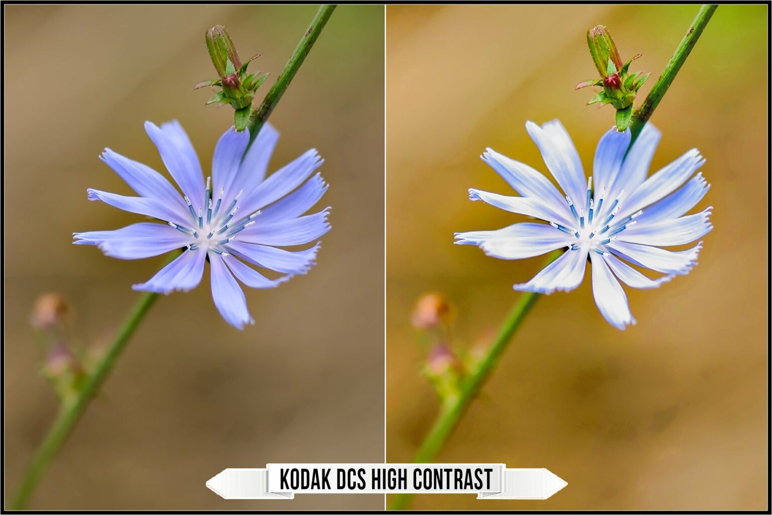 Kodak Camera - Color, Looks, Filters – MasterBundles