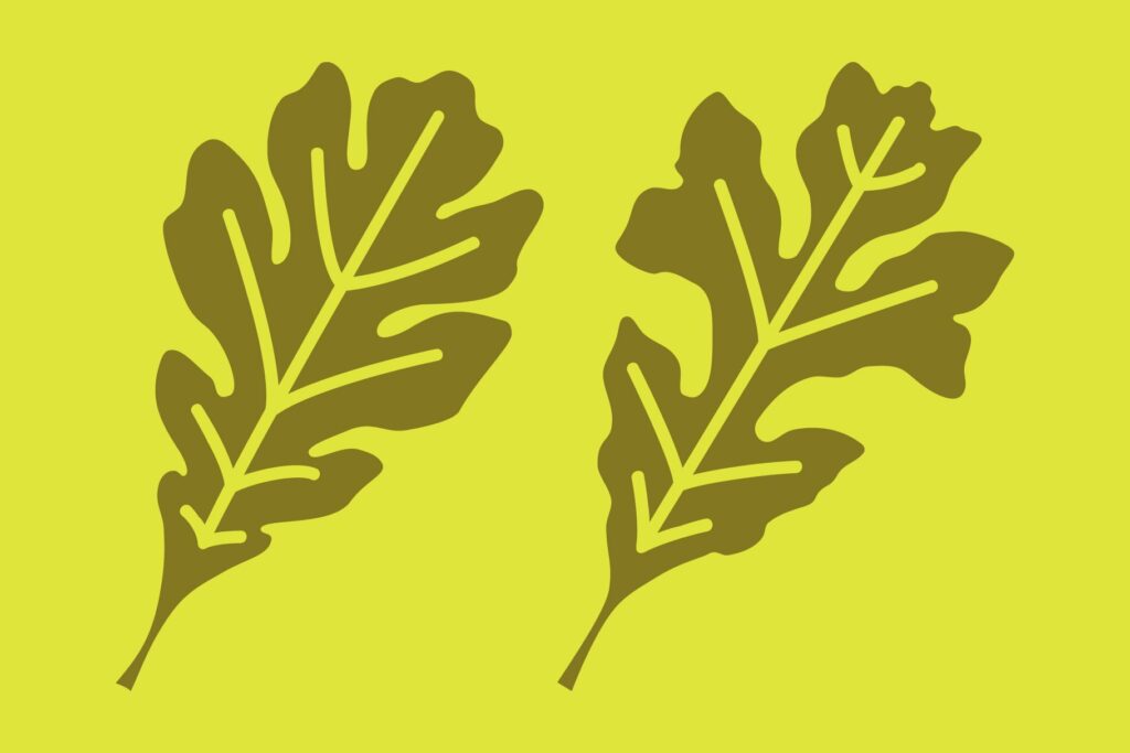 Leaf Assortment Font – MasterBundles