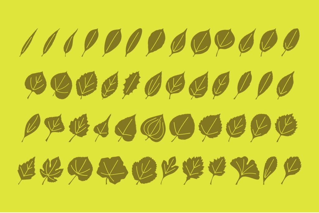 Leaf Assortment Font – MasterBundles